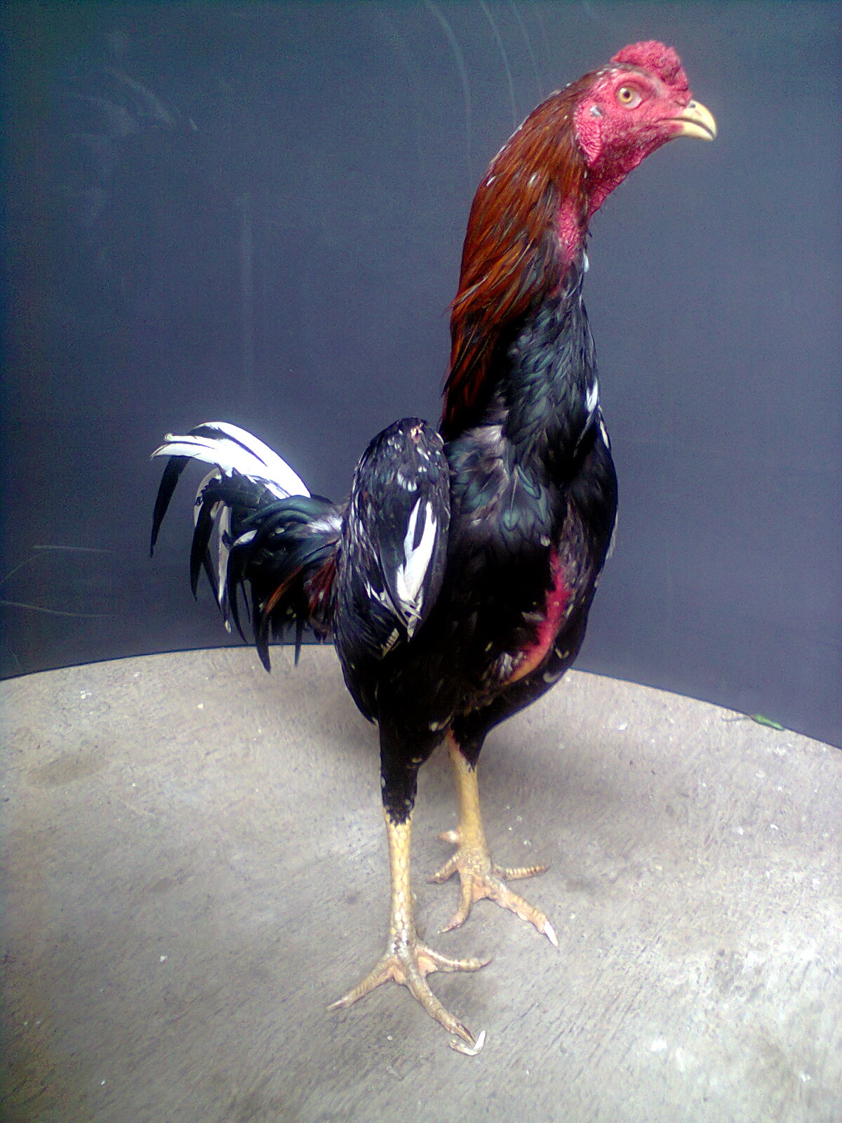 Jual Ayam Aduan